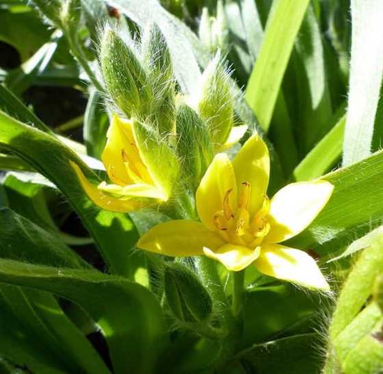 List of indigenous medicinal plants of South Africa - Briefly.co.za