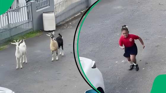 Viral Video Shows Scared Schoolgirl Running From Playful Goats in ...