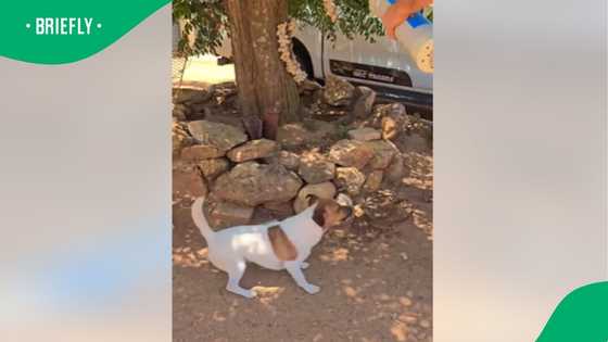 “RIP Jan”: Jack Russell Dog Dies a Hero After Taking On Cobra - Briefly ...
