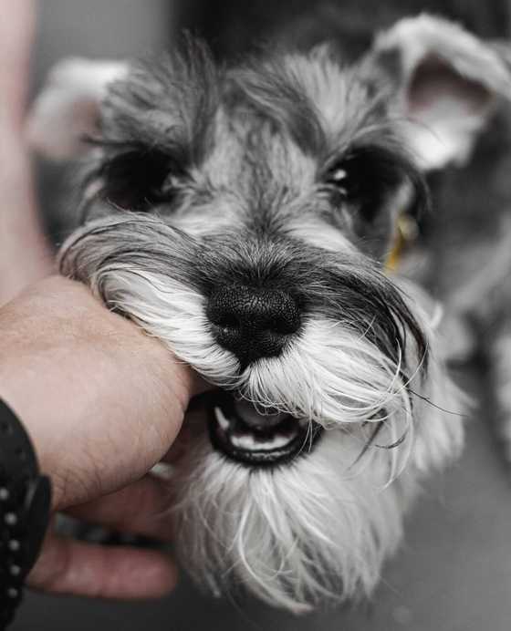 Top 10 gewildste honde rasse in Suid-Afrika (with pictures) - Briefly.co.za