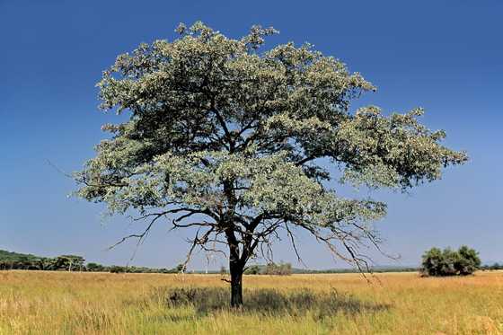 Top trees in South Africa: A-Z exhaustive list with images - Briefly.co.za