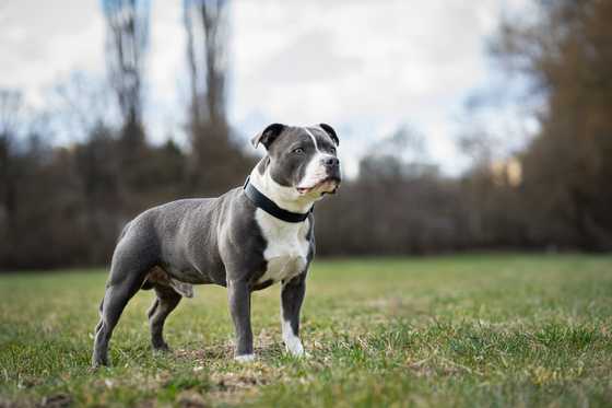 Top most loved dog breeds in South Africa: Top 15 list - Briefly.co.za