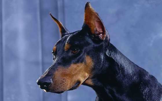 15 best guard dogs in South Africa (breeds with pictures) - Briefly.co.za