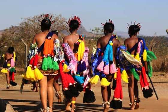 Reed Dance South Africa: Here is everything you need to know about it ...