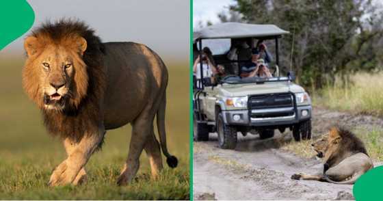 Lion Attacks Safari Cruiser in Terrifying Viral Video from South ...