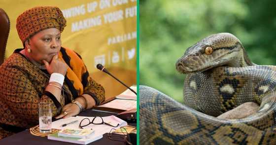 South Africans Left Stunned as 'Snake' Appears Outside Nosiviwe Mapisa ...