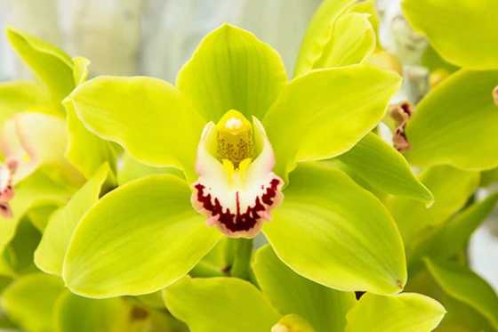 Top 15 most expensive plants in the world in 2024 ranked - Briefly.co.za