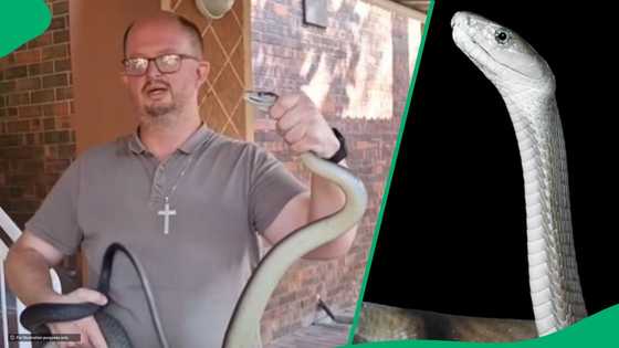 KZN Snake Catcher Rescues Biggest Black Mamba of His Career at Albert ...