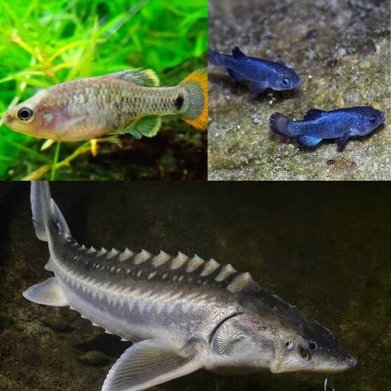 What is the rarest fish in the world? Top 10 list (with images ...