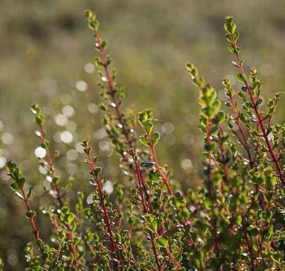 List of indigenous medicinal plants of South Africa - Briefly.co.za