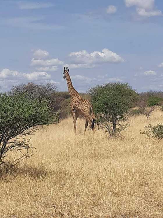 Top 10 best camping sites in Gauteng: Images and details - Briefly.co.za