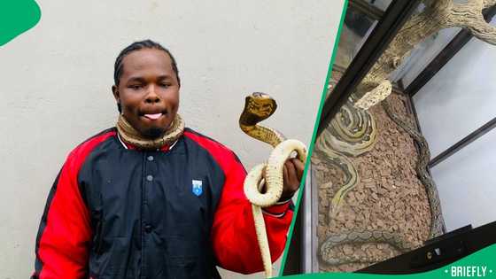 Meet the Fearless South African Man Who Has Been Handling Snakes Since ...