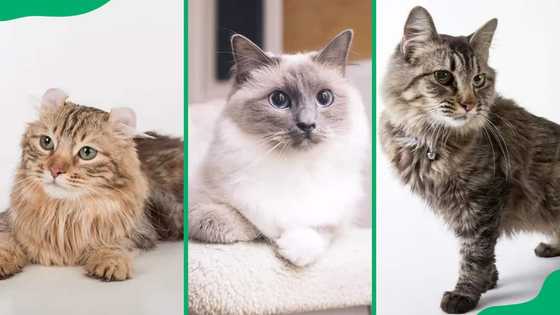 15 large domestic cat breeds that you'll love to cuddle - Briefly.co.za