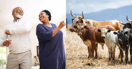 Dad Ecstatic When Lobola Is Paid With Real Cows, Video of His Reaction ...