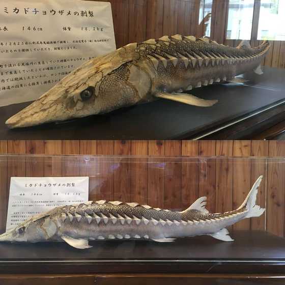 What is the rarest fish in the world? Top 10 list (with images ...