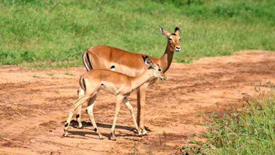 All about Xhosa culture: cuisine, traditions, history, and attire ...