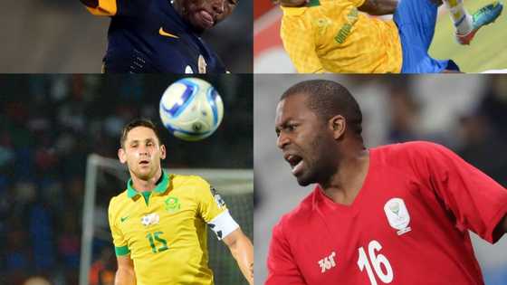 Top 10 gewildste honde rasse in Suid-Afrika (with pictures) - Briefly.co.za