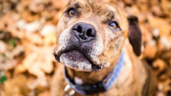 15 best guard dogs in South Africa (breeds with pictures) - Briefly.co.za