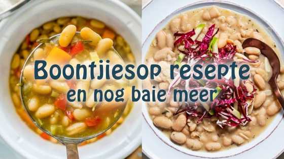 Top 10 gewildste honde rasse in Suid-Afrika (with pictures) - Briefly.co.za