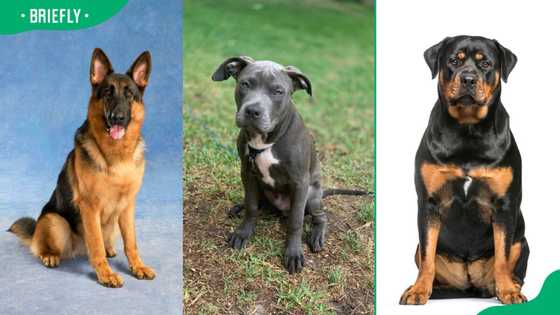 Top 11 dumbest animals in the world: a surprising list with facts and ...