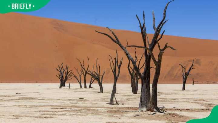 Top 9 driest deserts in the world and the reason behind it - Briefly.co.za