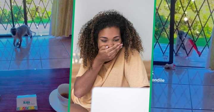 Monkey Steals Woman’s KFC Meal, Funny TikTok Video Has Mzansi in ...