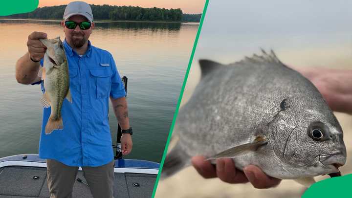 What are the national symbols of South Africa and what do they mean ...