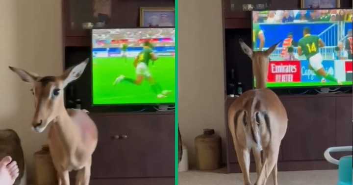Impala Watches Springboks Rugby World Cup Game: Viral TikTok Video Has ...