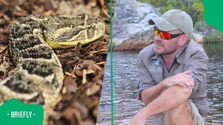 Aurora Foreman Has a Brush With Danger After A Puff Adder's Dry Bite - Briefly.co.za