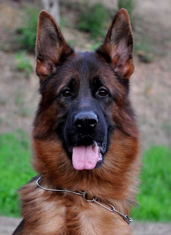 15 best guard dogs in South Africa (breeds with pictures) - Briefly.co.za