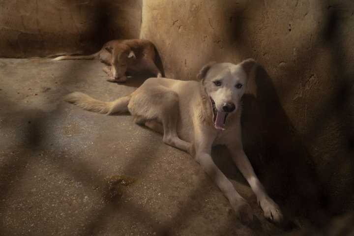 Kasi Dog Trolled by 2 Hilarious Passerbys for Climbing Wall in Video ...