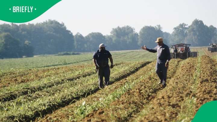 How to Use Land Reform Programme to Drive Job Creation and Economic ...