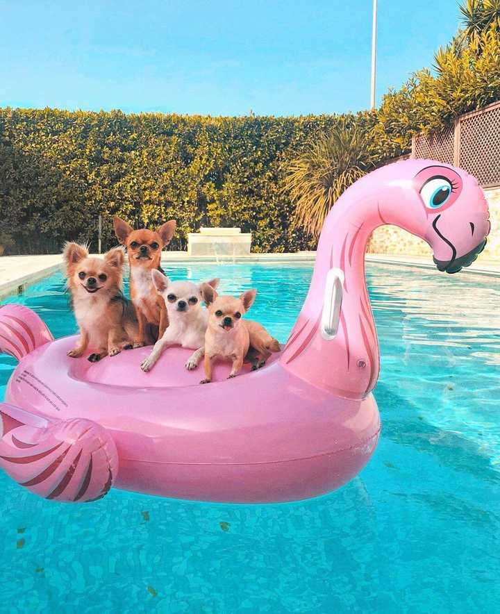 Cute and popular small dog breeds in South Africa (with photos ...