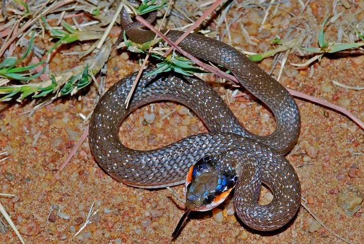Snakes of South Africa identification guide 2022 with pictures ...