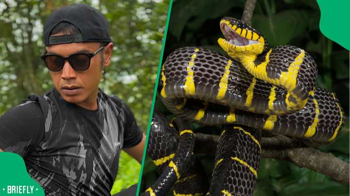“I Have Just 1 Question, Why?”: Man Gets Bit by Venomous Snake in the ...