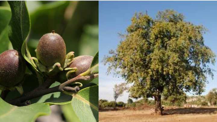 Top trees in South Africa: A-Z exhaustive list with images - Briefly.co.za