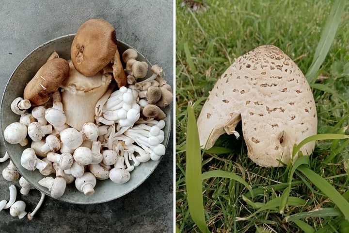 10 best traditional Ndebele food and recipes you ought to know (with ...