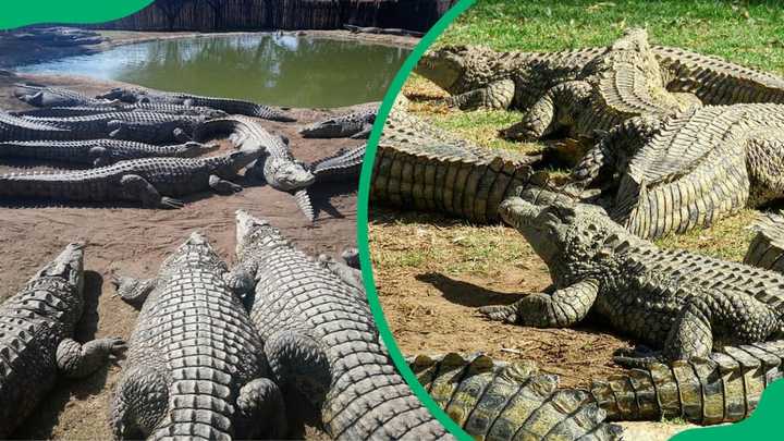 Top aquariums in Johannesburg: list of zoos and aquariums in SA with ...