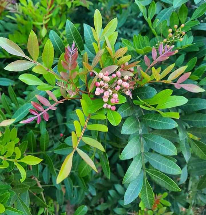 List of indigenous medicinal plants of South Africa - Briefly.co.za