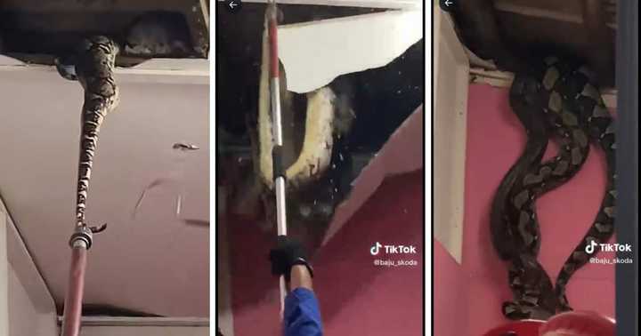 Massive Snakes Fall Through Ceiling in Viral Video With 33.4 Million ...