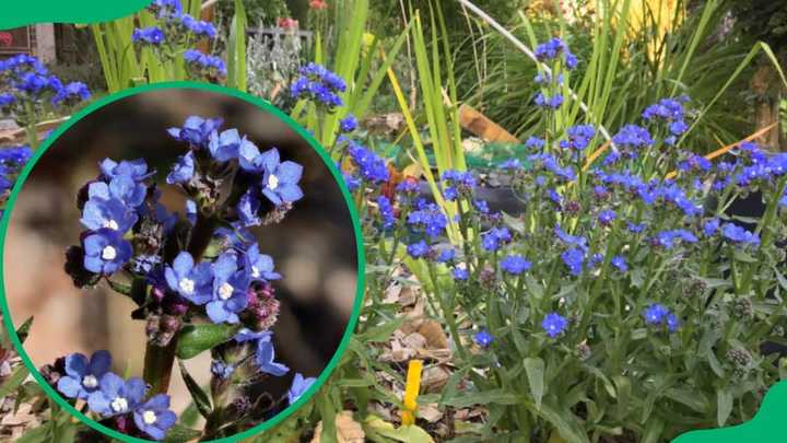 Top 20 most beautiful South African flowers you need to see - Briefly.co.za