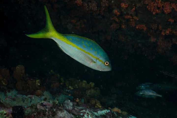 Animals that start with Y: A list with facts and pictures - Briefly.co.za