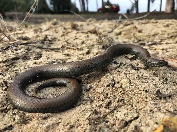 Snakes of South Africa identification guide 2022 with pictures ...