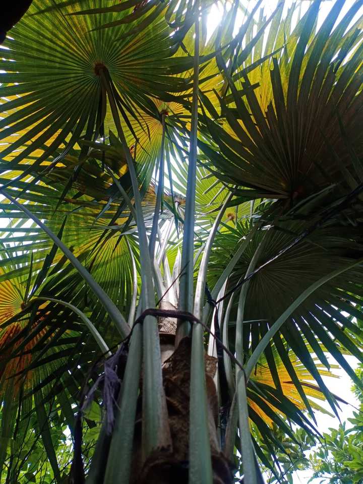 Different types of palm trees in South Africa: everything to know ...