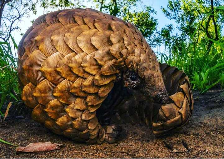 Top 20 extinct and endangered animals in South Africa with images ...