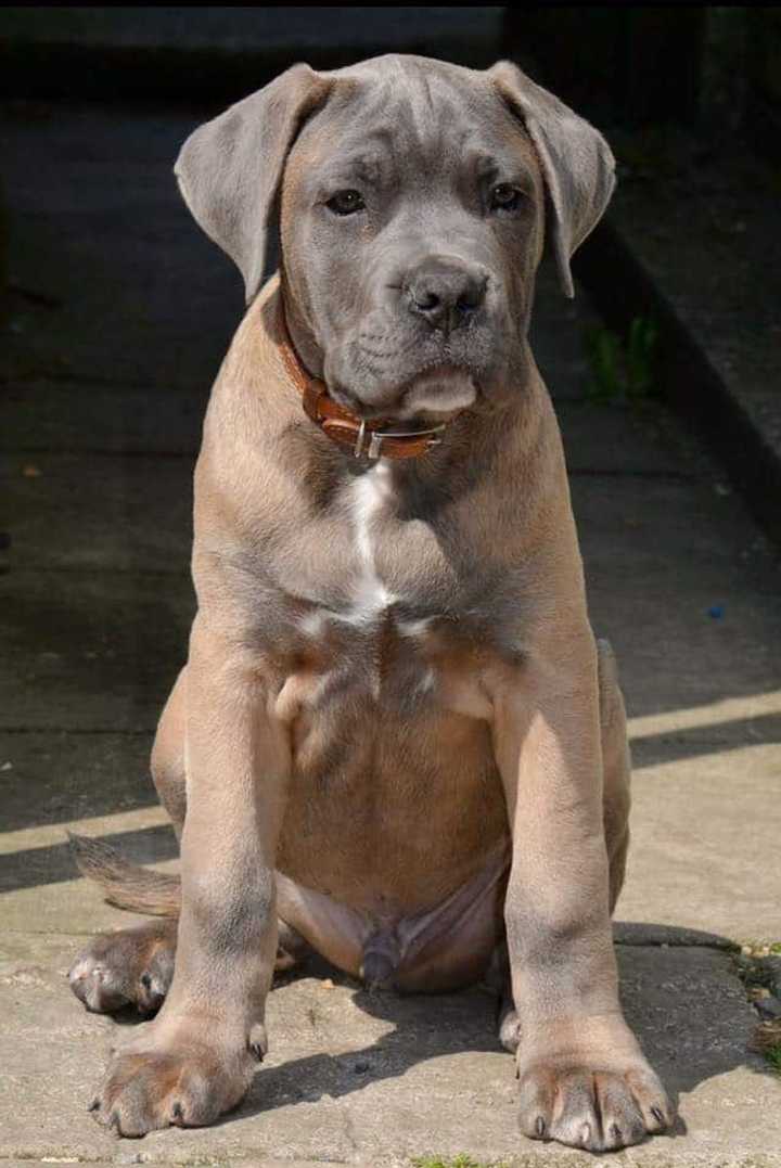 15 best guard dogs in South Africa (breeds with pictures) - Briefly.co.za