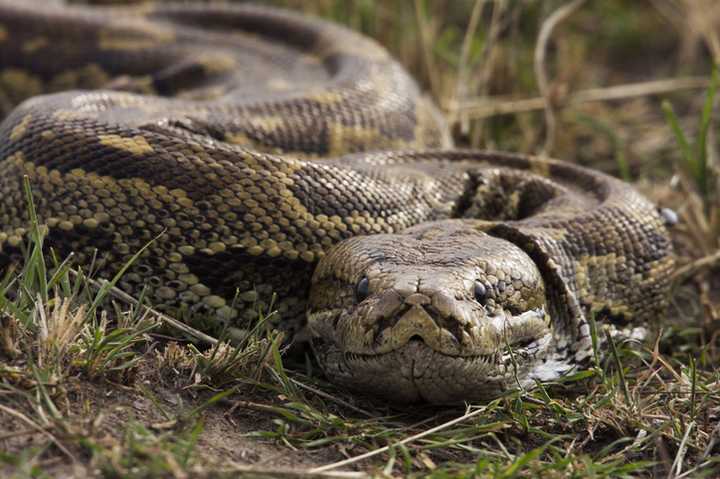Brave 12-Year-Old Girl Fights Off Python To Rescue Pet Guinea Pig, SA ...