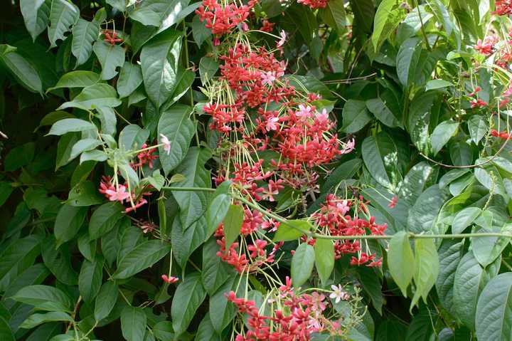 Top trees in South Africa: A-Z exhaustive list with images - Briefly.co.za