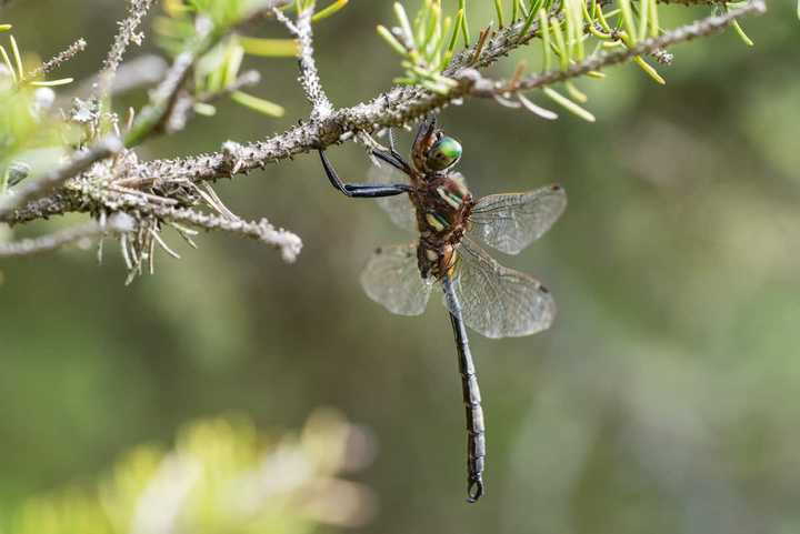 Top 10 most rare insects in the world (2024): Are they poisonous ...