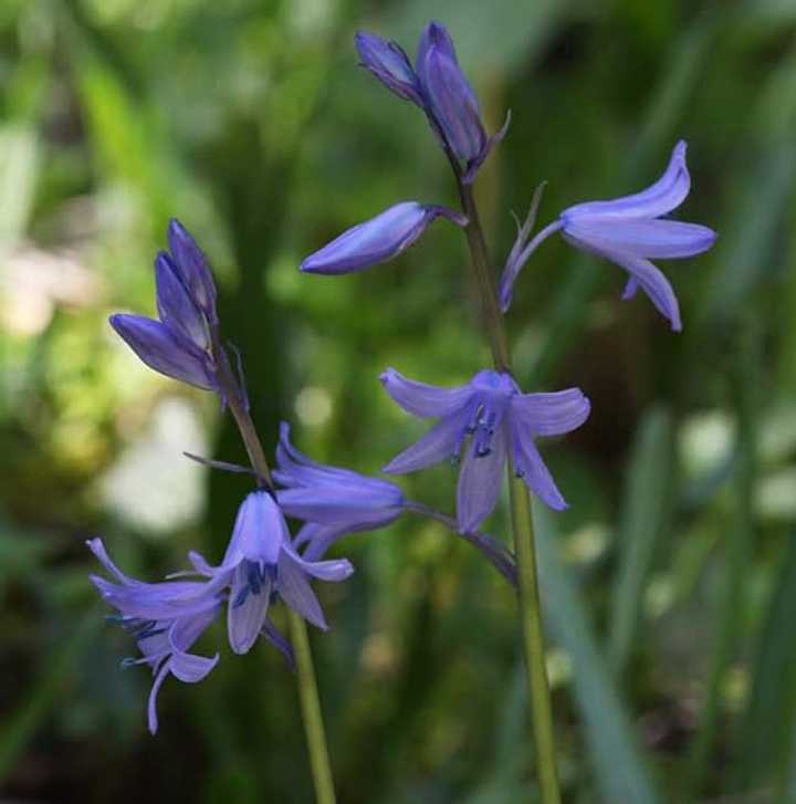 List of indigenous medicinal plants of South Africa - Briefly.co.za